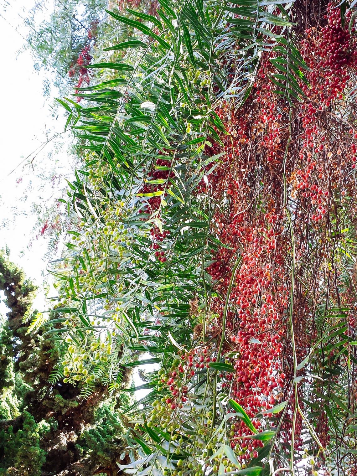 Pink Peppercorns Come From a Common Tree—Here's How to Forage Them ...
