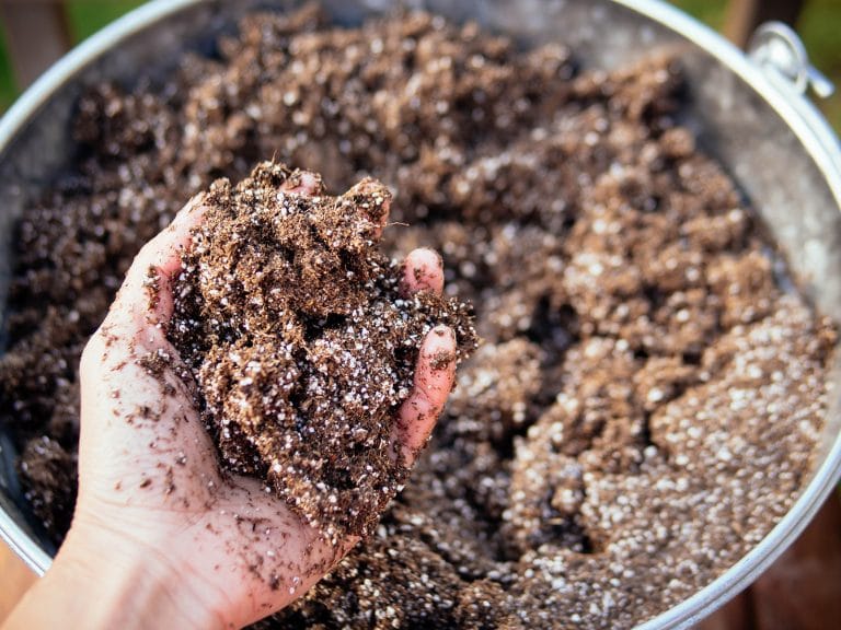 Make the Best Seed Starting Mix for Dirt Cheap (It's Organic Too ...
