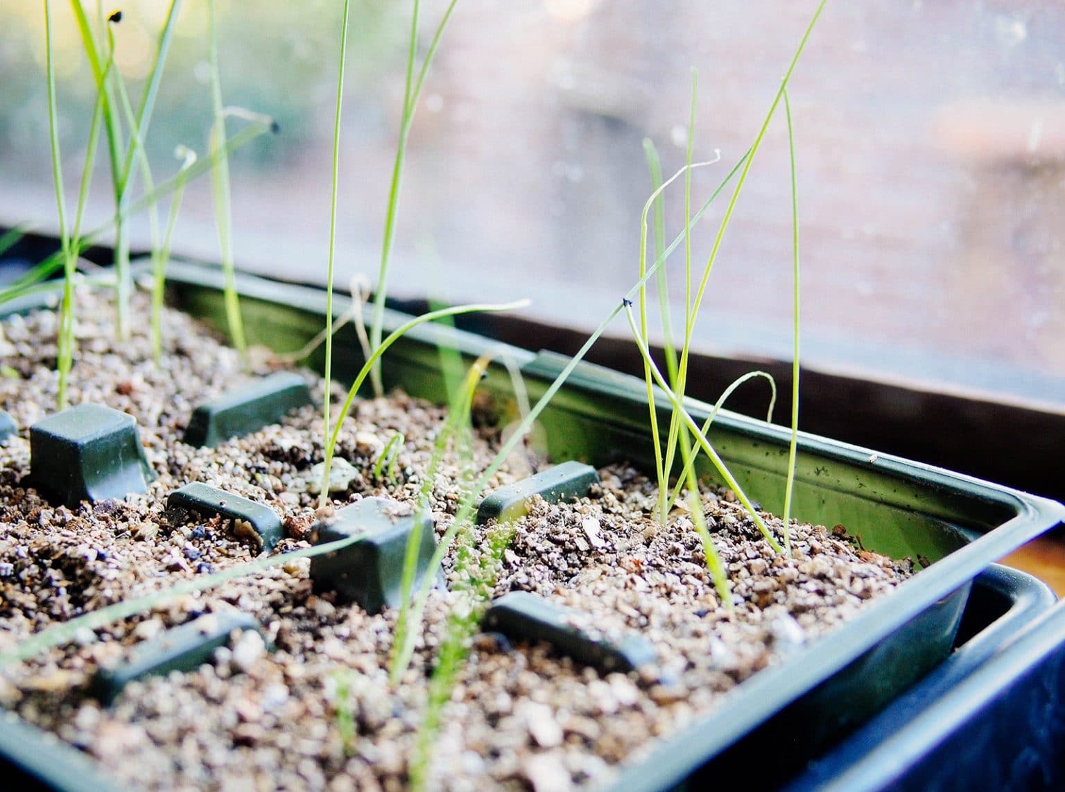 What Happens When a Seed Germinates - Garden Betty