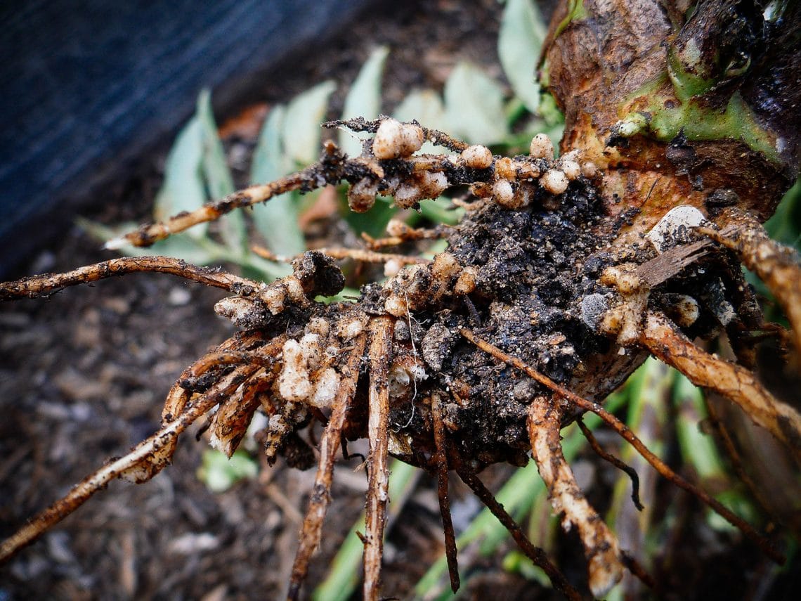 How and When to Use Soil Inoculants - Garden Betty