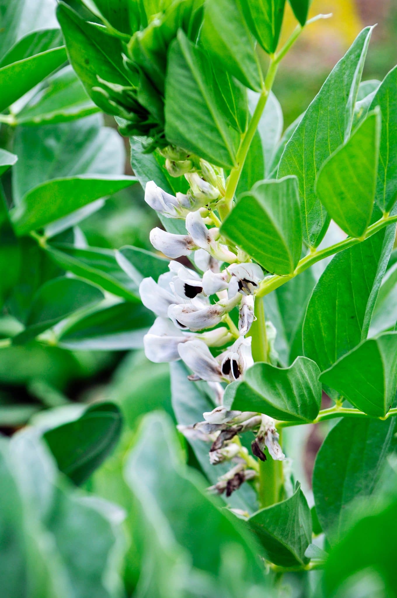 How and Why You Should Inoculate Peas and Beans With This Beneficial ...