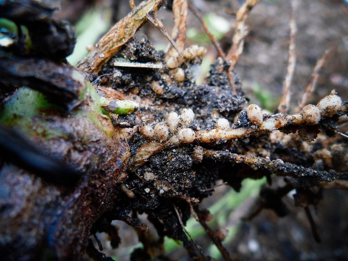 How and Why You Should Inoculate Peas and Beans With This Beneficial ...