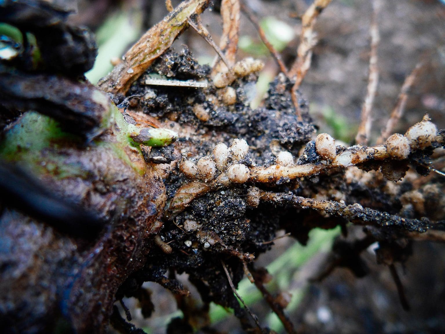 How and Why You Should Inoculate Peas and Beans With This Beneficial ...