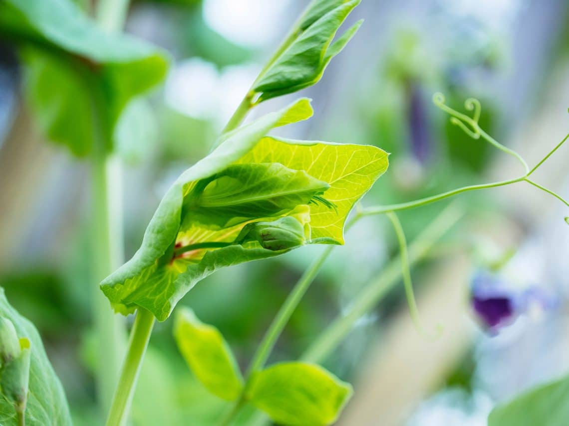 How and When to Use Soil Inoculants - Garden Betty