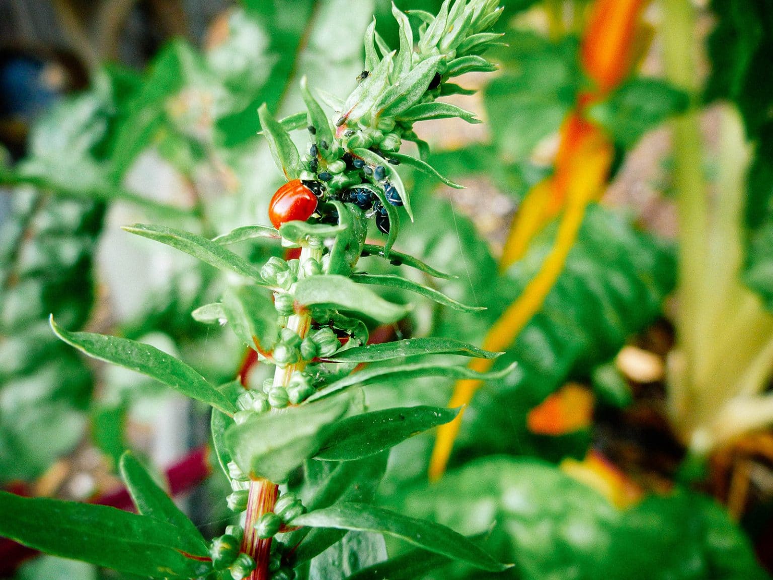 How to Attract Ladybugs to Your Garden (and Get Them to Stay) – Garden ...