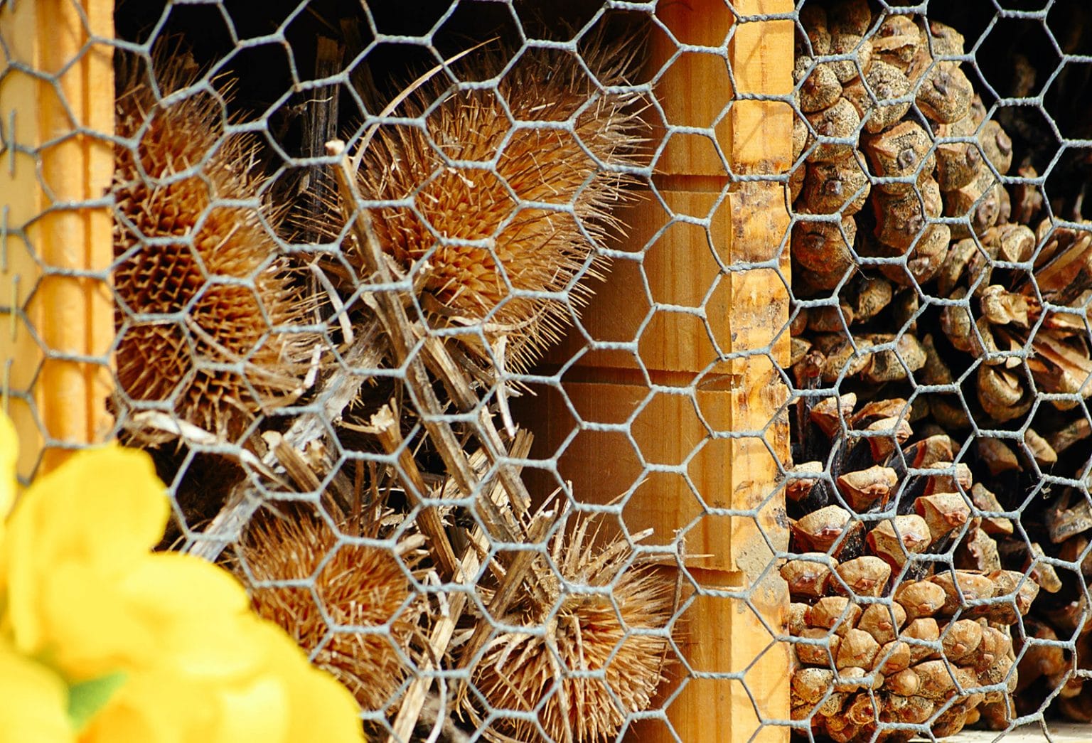 How to Attract Ladybugs to Your Garden (and Get Them to Stay) - Garden ...