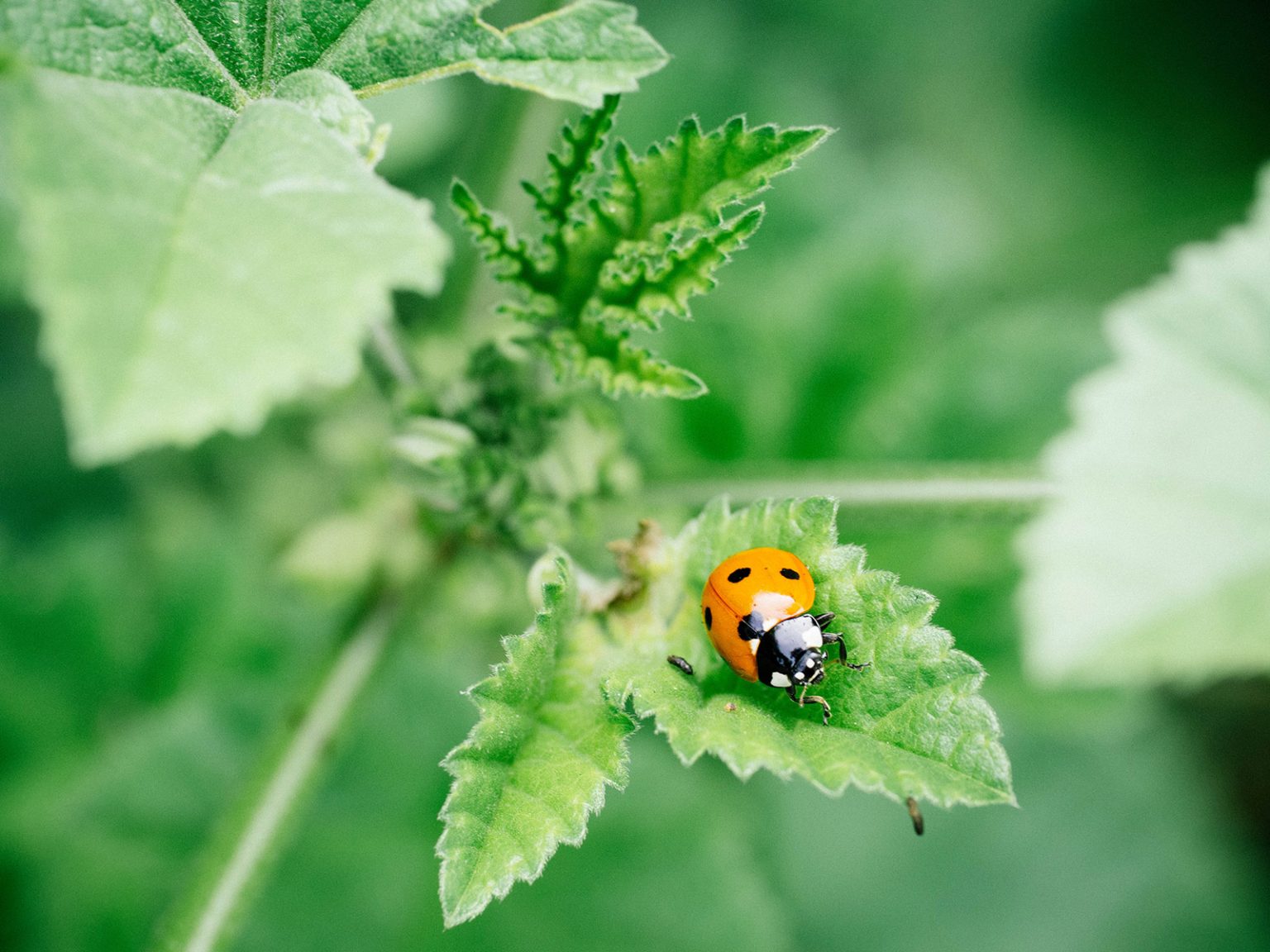 How to Attract Ladybugs to Your Garden (and Get Them to Stay) - Garden ...