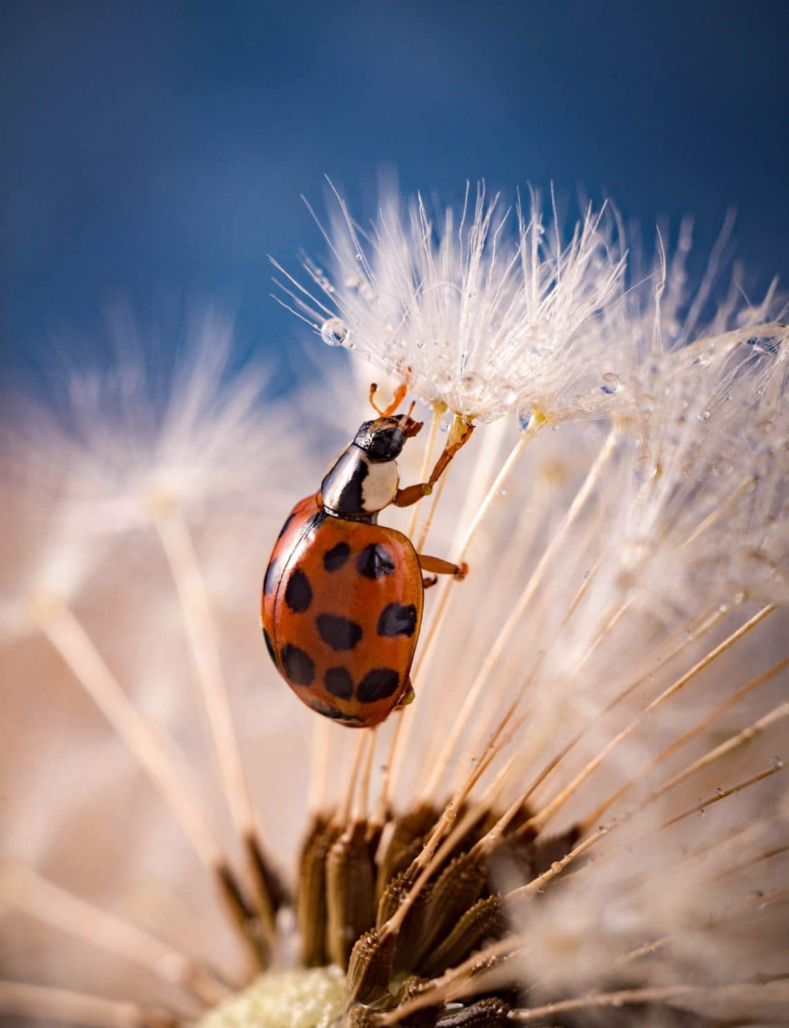 How to Attract Ladybugs to Your Garden (and Actually Keep Them Around ...
