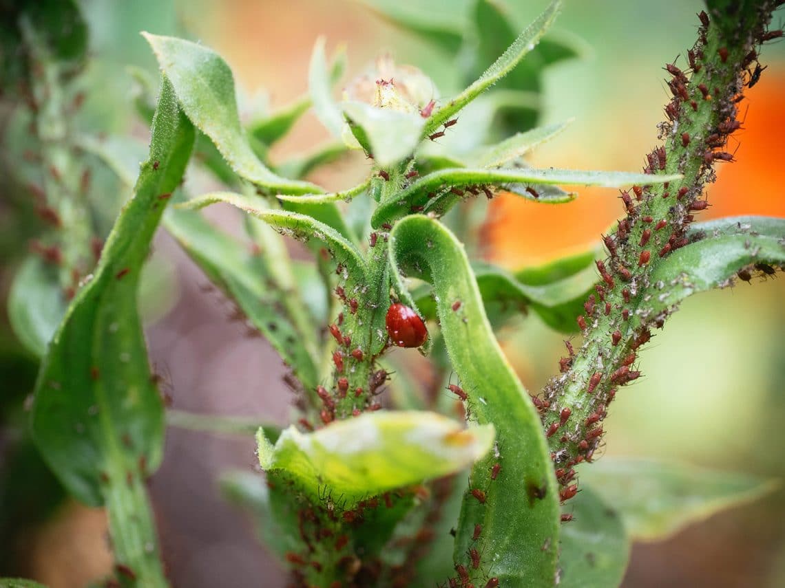 How to Attract Ladybugs to Your Garden (and Actually Keep Them Around ...