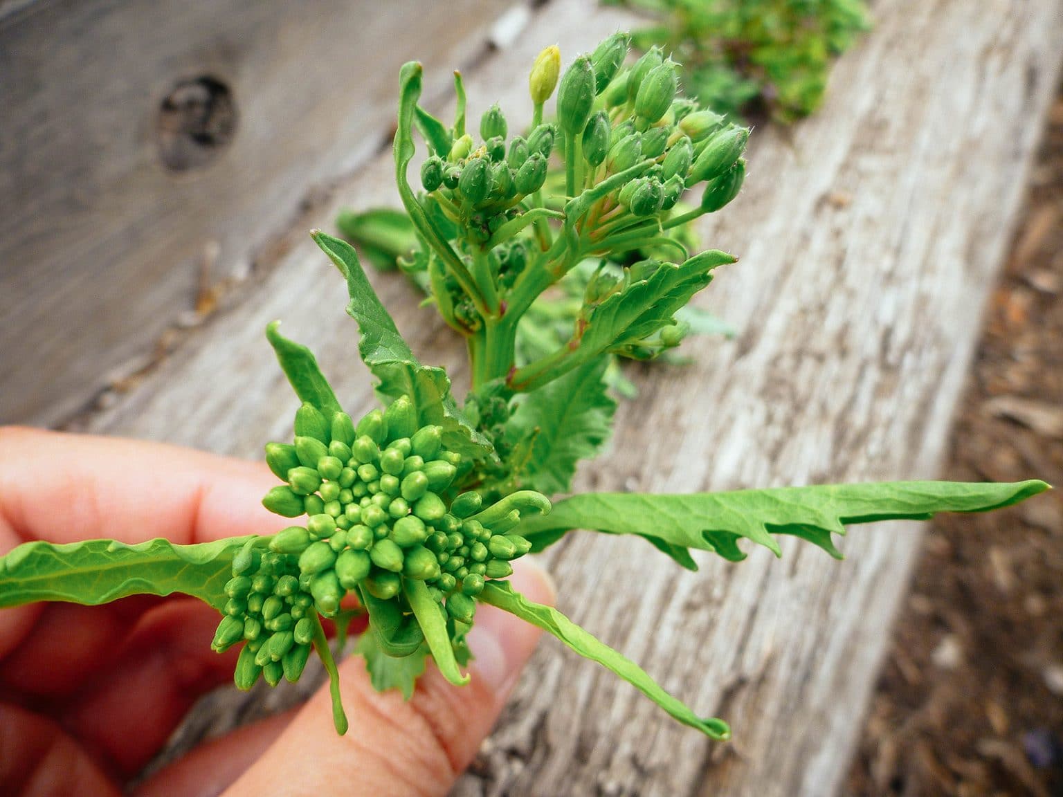 Yes, You Can Eat Kale Buds (and They’re Delicious) – Garden Betty