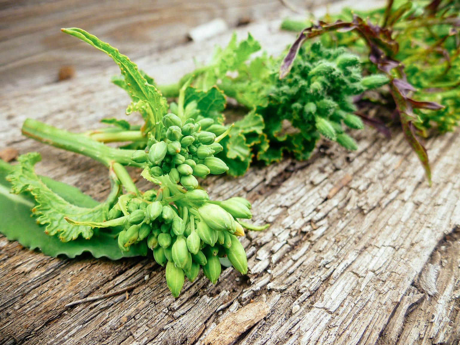 Yes, You Can Eat Kale Buds (and They're Delicious) - Garden Betty