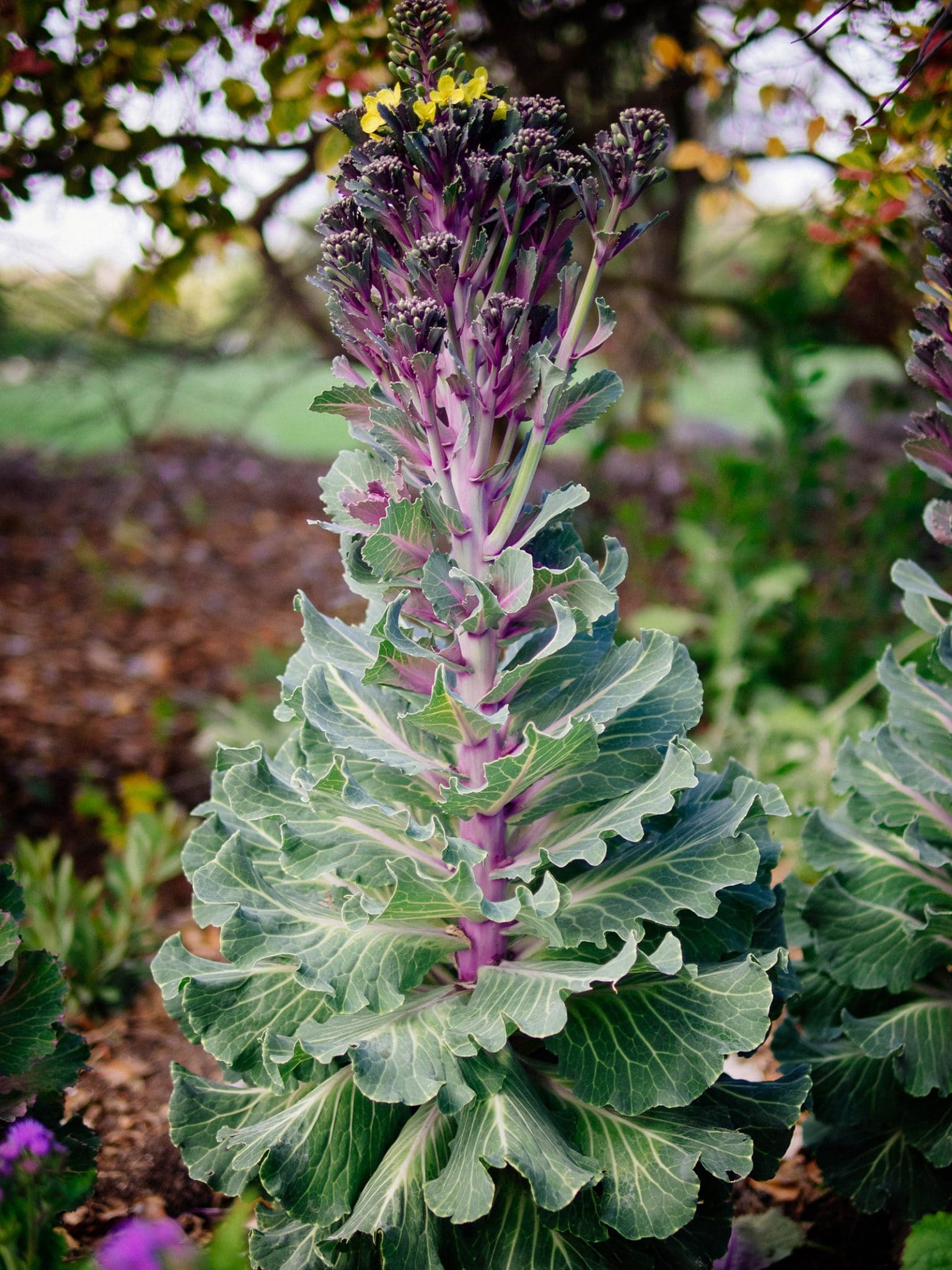 Yes, You Can Eat Kale Buds (and They're Delicious) - Garden Betty