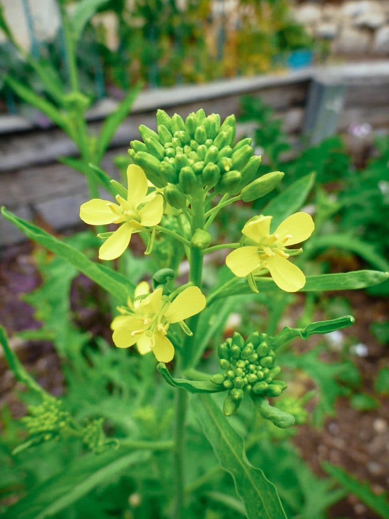 Yes, You Can Eat Kale Buds (and They're Delicious) - Garden Betty