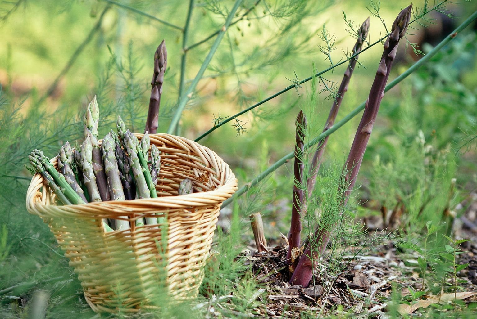 An Easier Way to Grow Asparagus: Raised Bed Planting – Garden Betty