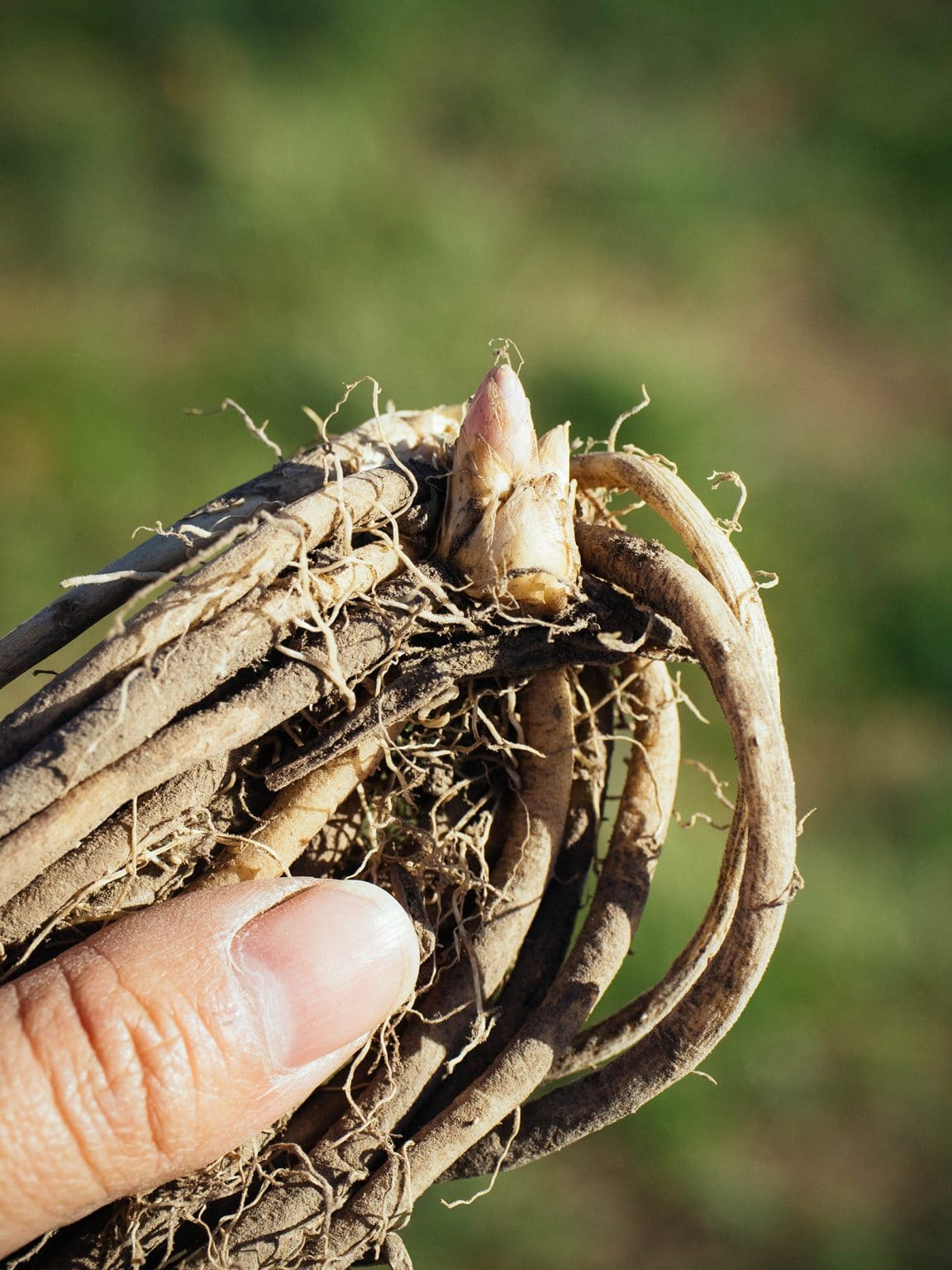 An Easier Way to Grow Asparagus: Raised Bed Planting – Garden Betty