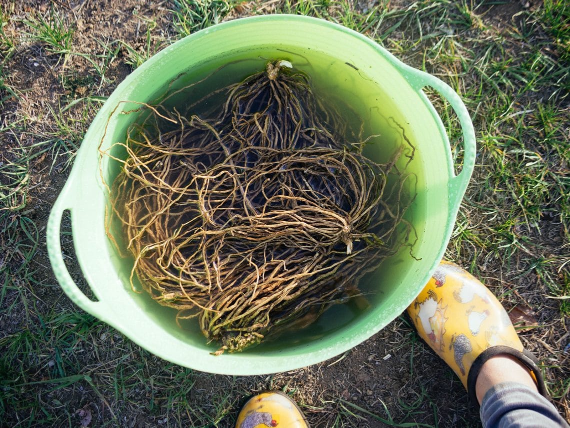 An Easier Way to Grow Asparagus: Raised Bed Planting – Garden Betty