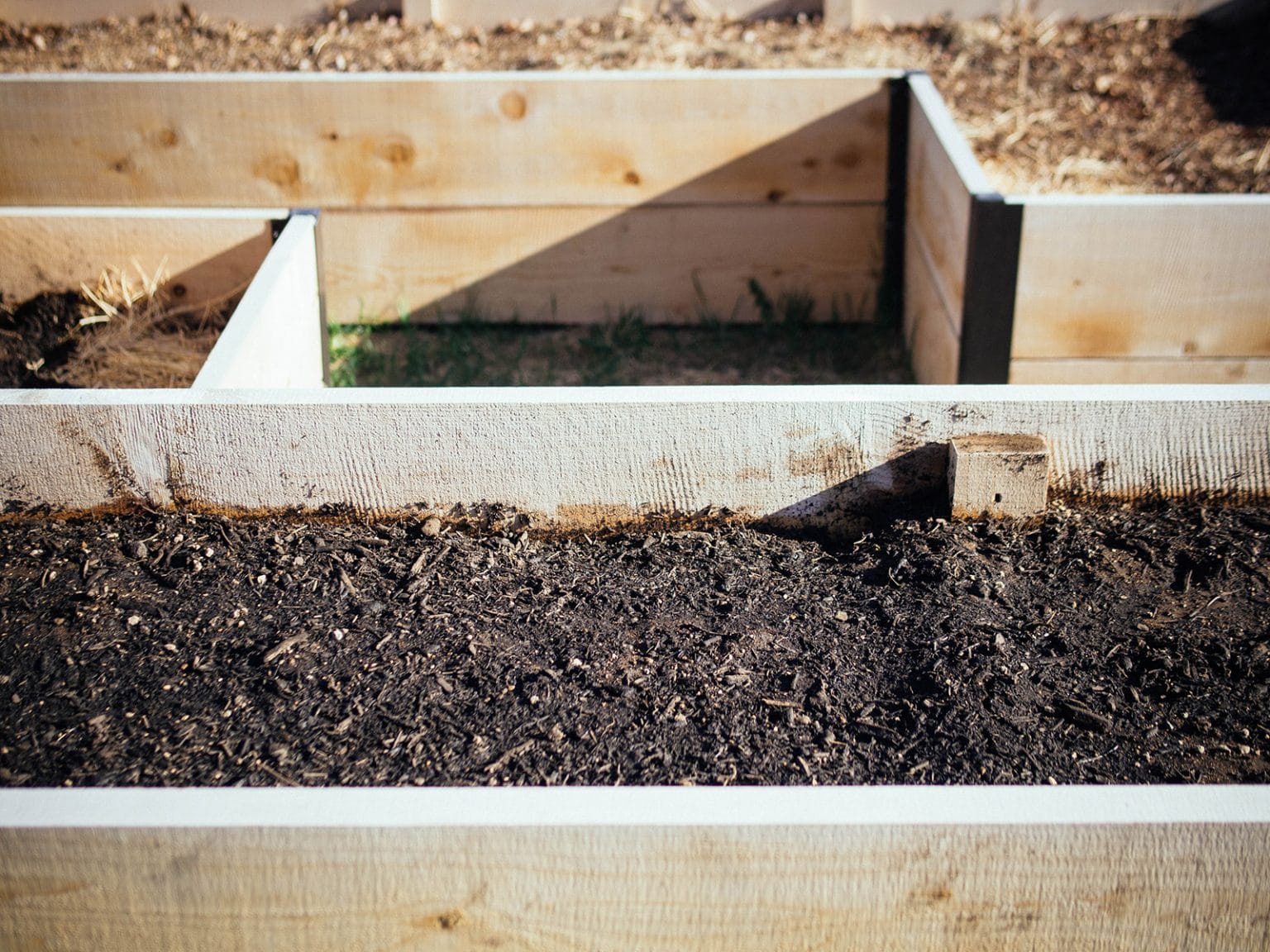 An Easier Way to Grow Asparagus: Raised Bed Planting – Garden Betty