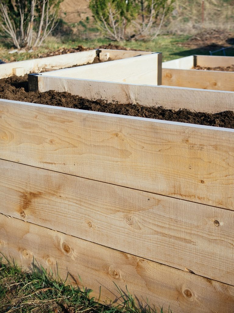 An Easier Way to Grow Asparagus: Raised Bed Planting - Garden Betty