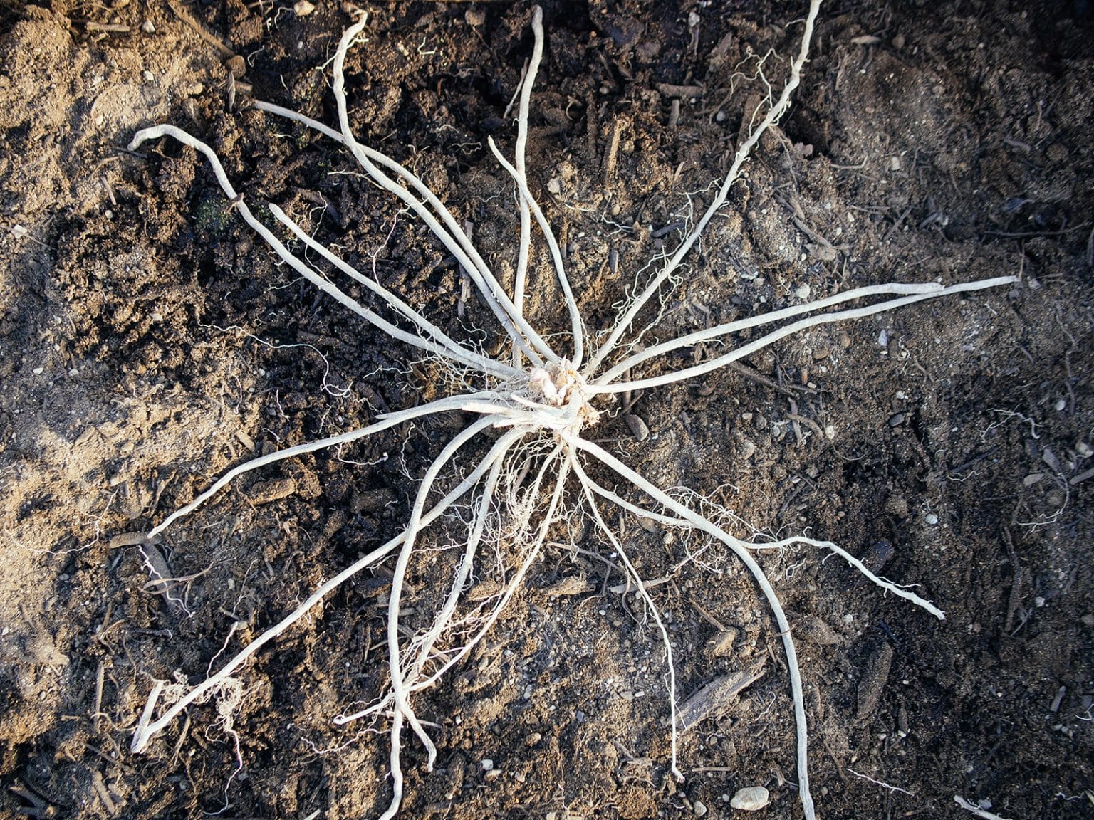 An Easier Way to Grow Asparagus: Raised Bed Planting – Garden Betty