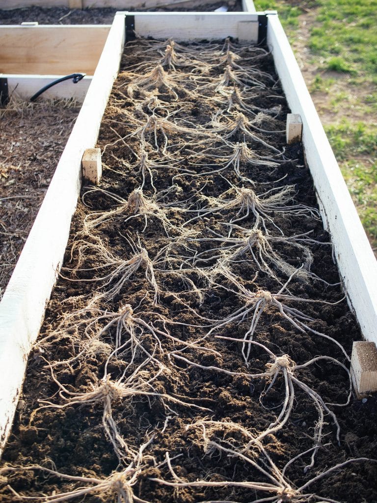 An Easier Way to Grow Asparagus: Raised Bed Planting - Garden Betty
