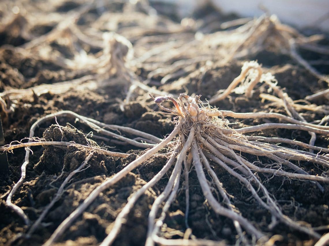 An Easier Way to Grow Asparagus: Raised Bed Planting - Garden Betty