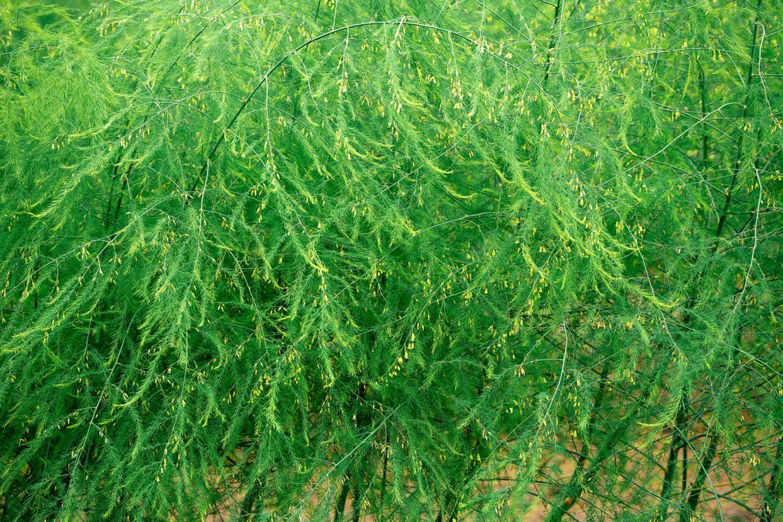 An Easier Way to Grow Asparagus: Raised Bed Planting – Garden Betty