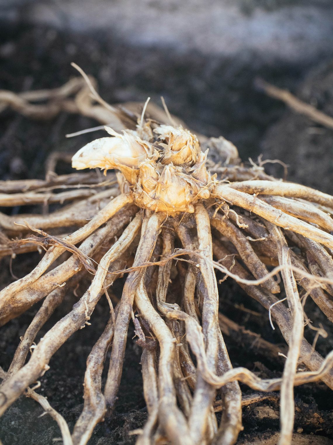 An Easier Way to Grow Asparagus: Raised Bed Planting – Garden Betty