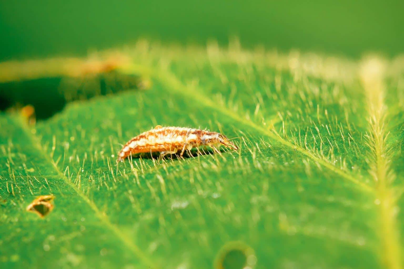 How to Make Bug Food to Attract Beneficial Insects to Your Garden ...