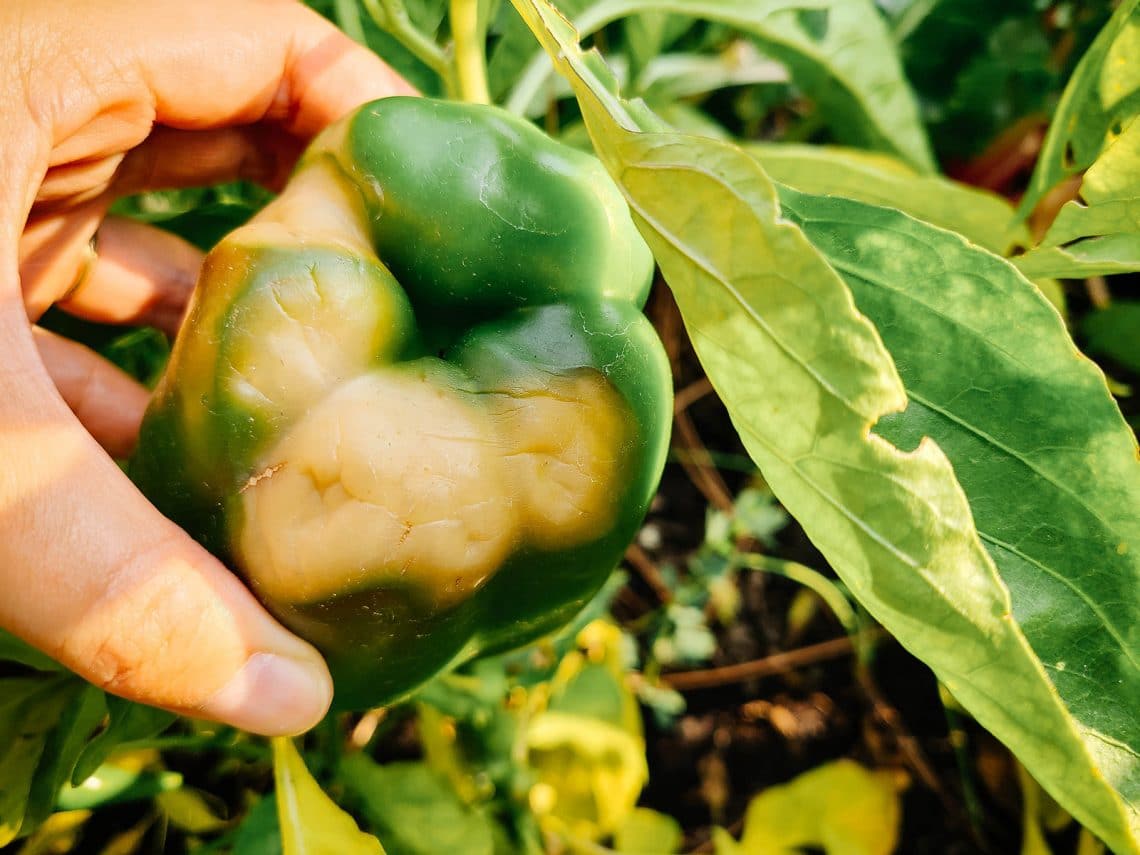 Conquer Blossom End Rot and Save the Harvest – Garden Betty