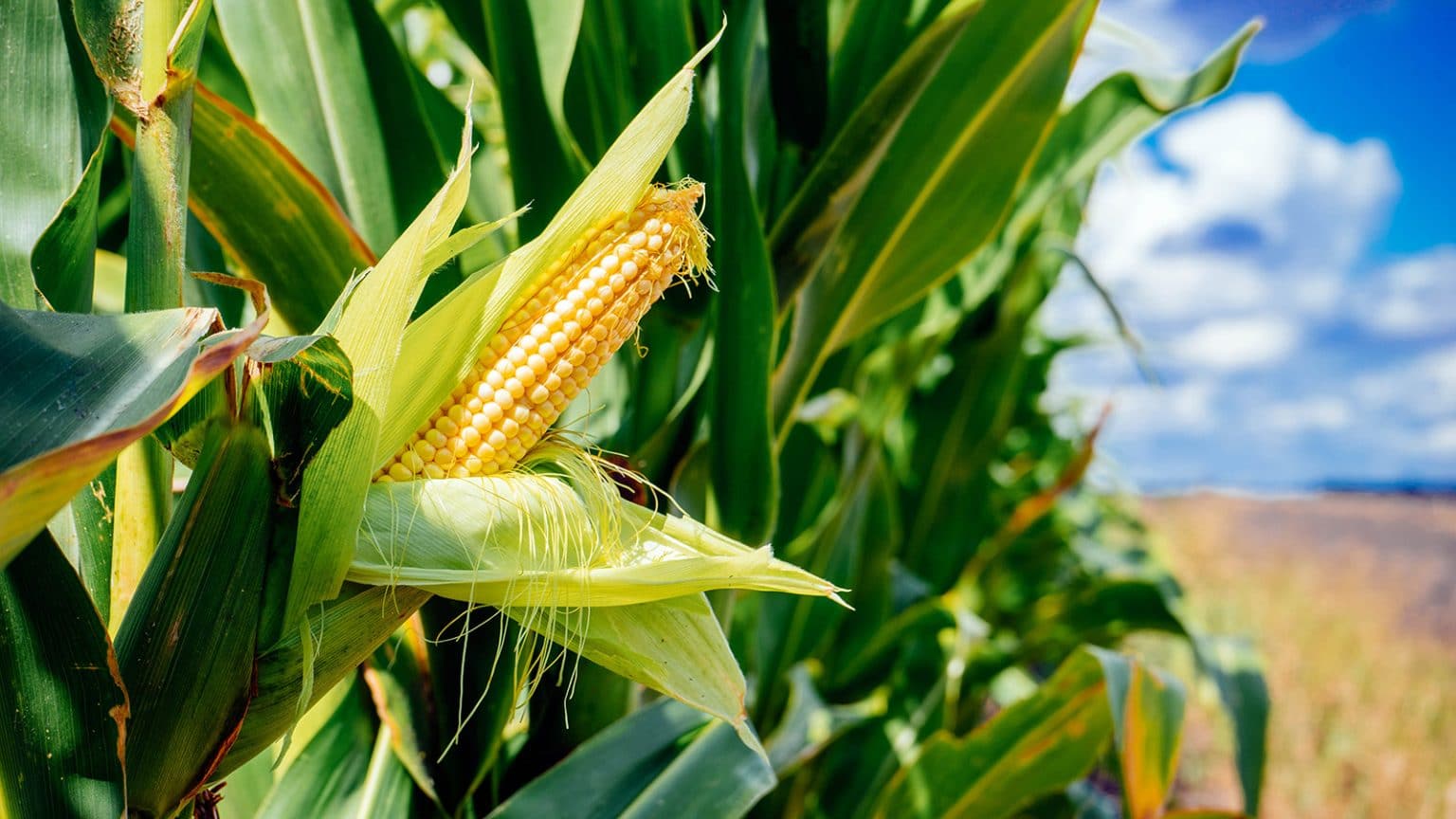 The Surprising Difference Between Corn and Maize - Garden Betty