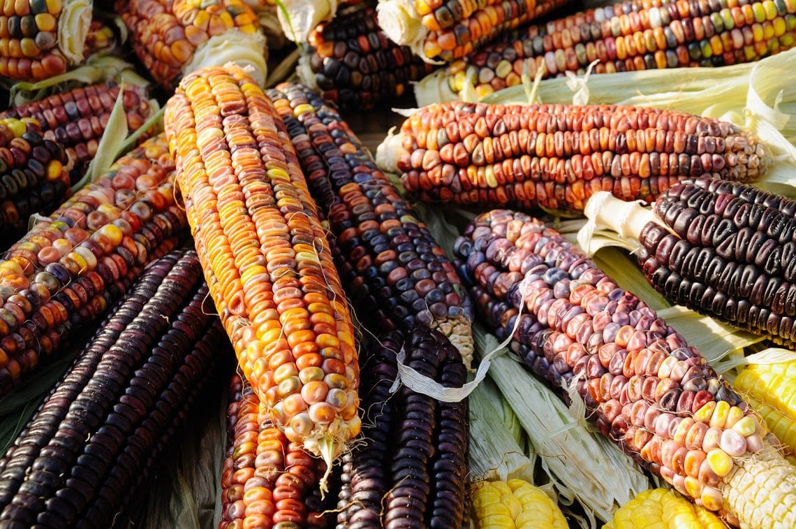 The Surprising Difference Between Corn and Maize - Garden Betty