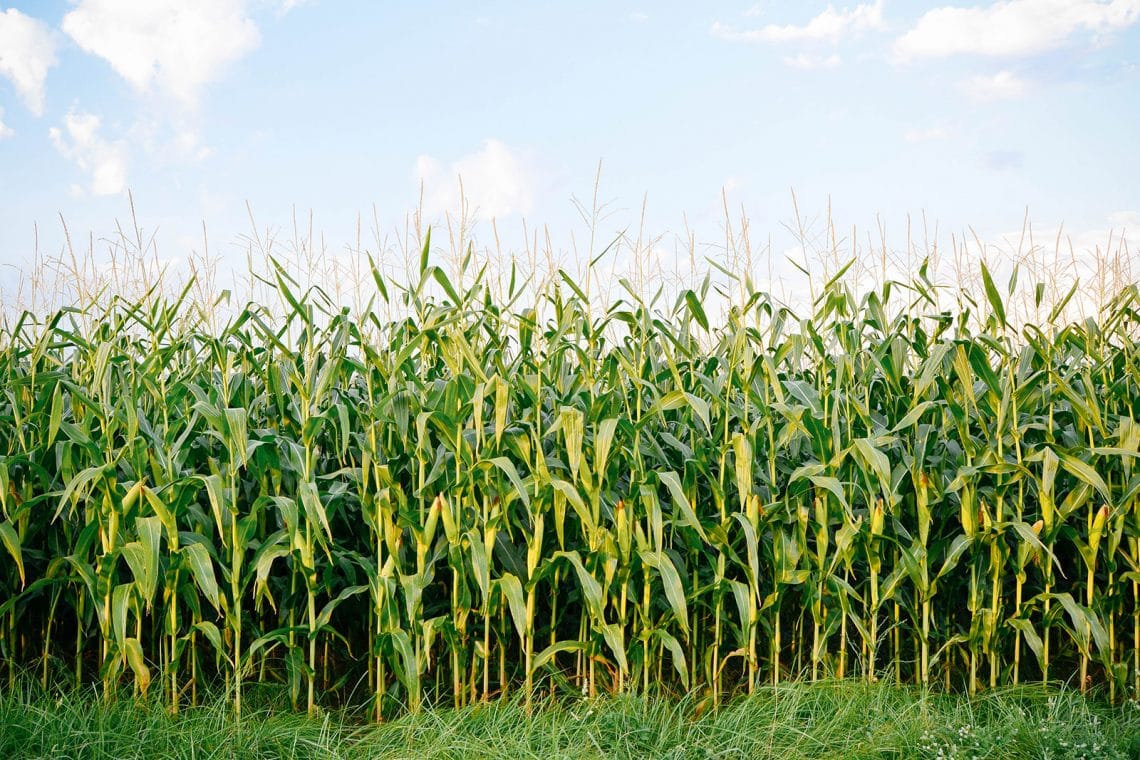 The Surprising Difference Between Corn and Maize - Garden Betty
