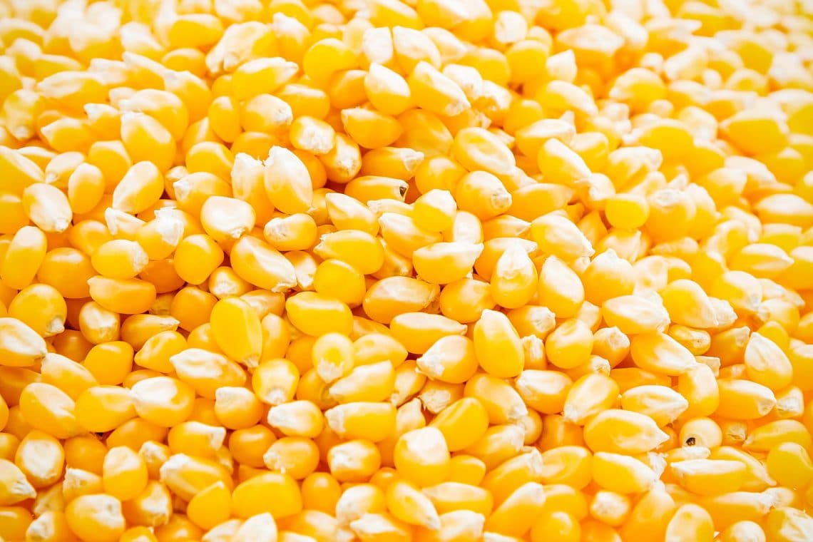 The Surprising Difference Between Corn and Maize - Garden Betty