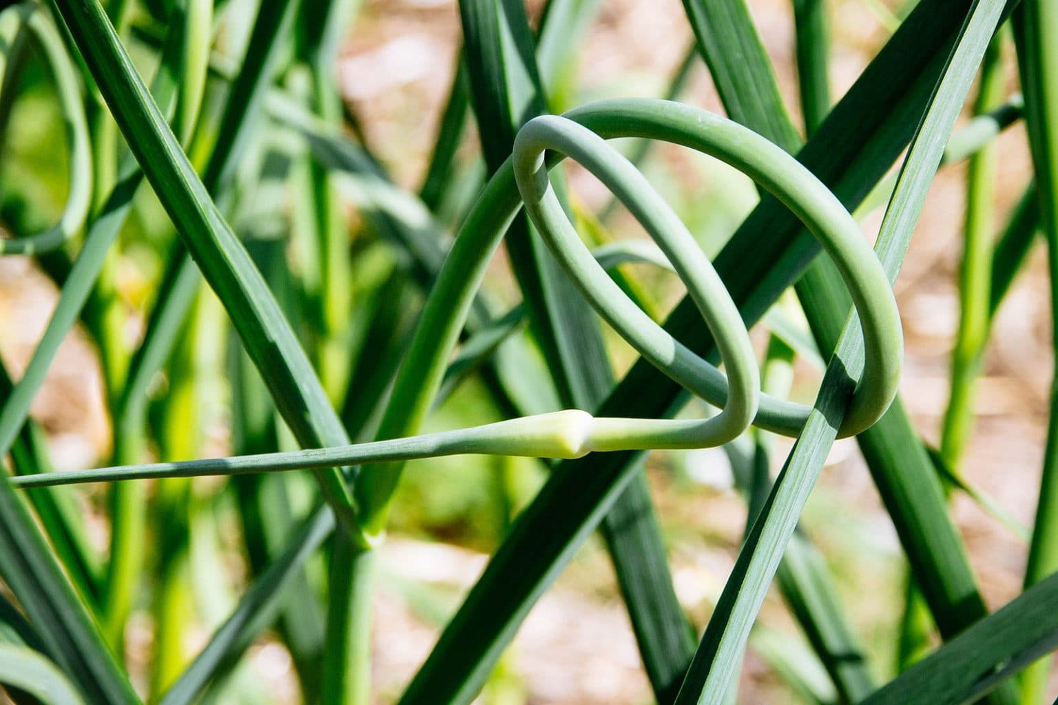 How to Harvest Garlic Scapes (Plus My Trick for Getting the Part Most ...