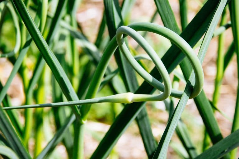 How to Harvest Garlic Scapes (Plus My Trick for Getting the Part Most ...