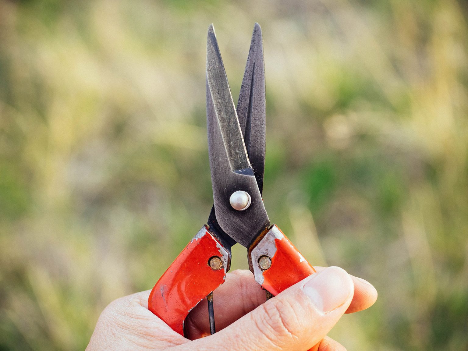 The Best Way to Remove Rust From Tools—No Scrubbing Required – Garden Betty
