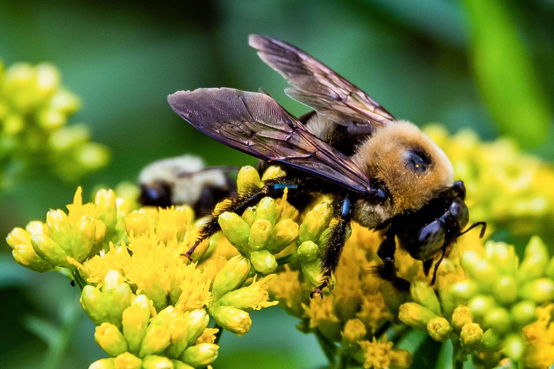 Easy Bee Identification: A Visual Guide to 16 Types of Bees In Your ...