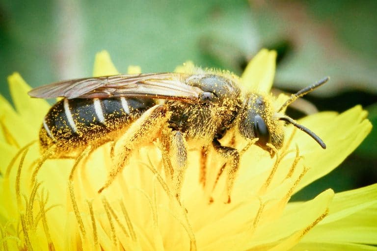 Easy Bee Identification: A Visual Guide to 16 Types of Bees In Your ...