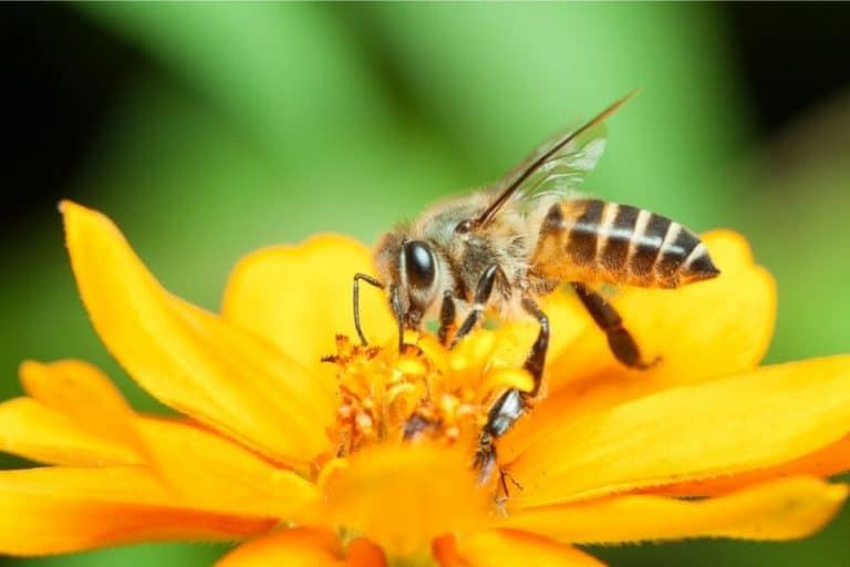 Easy Bee Identification: A Visual Guide to 16 Types of Bees In Your ...