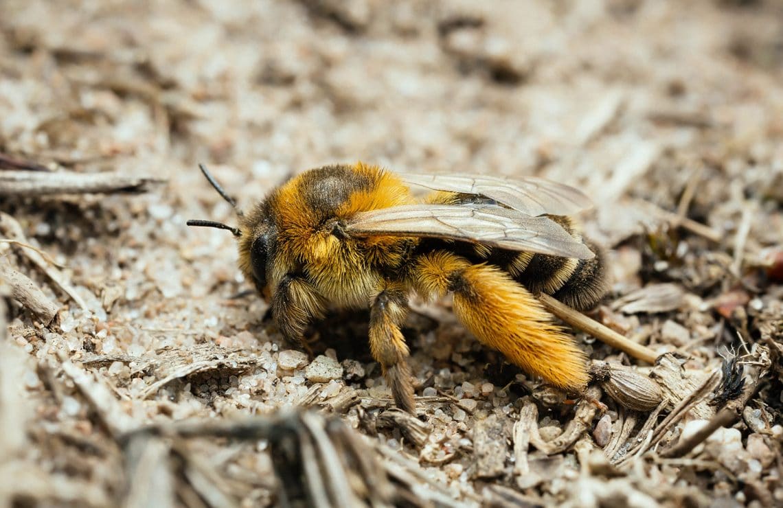 Easy Bee Identification: A Visual Guide to 16 Types of Bees In Your ...