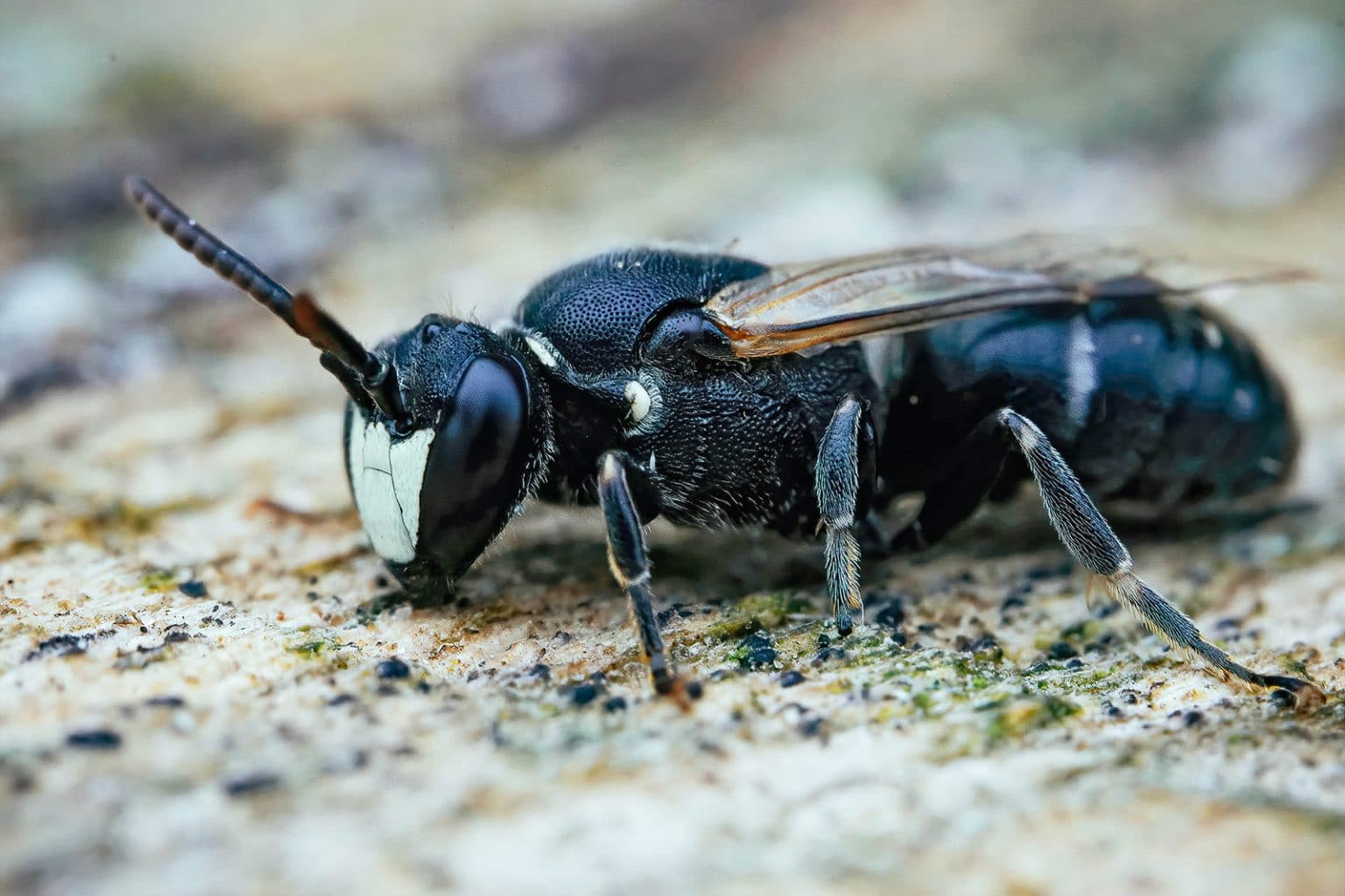 Easy Bee Identification: A Visual Guide to 16 Types of Bees In Your ...