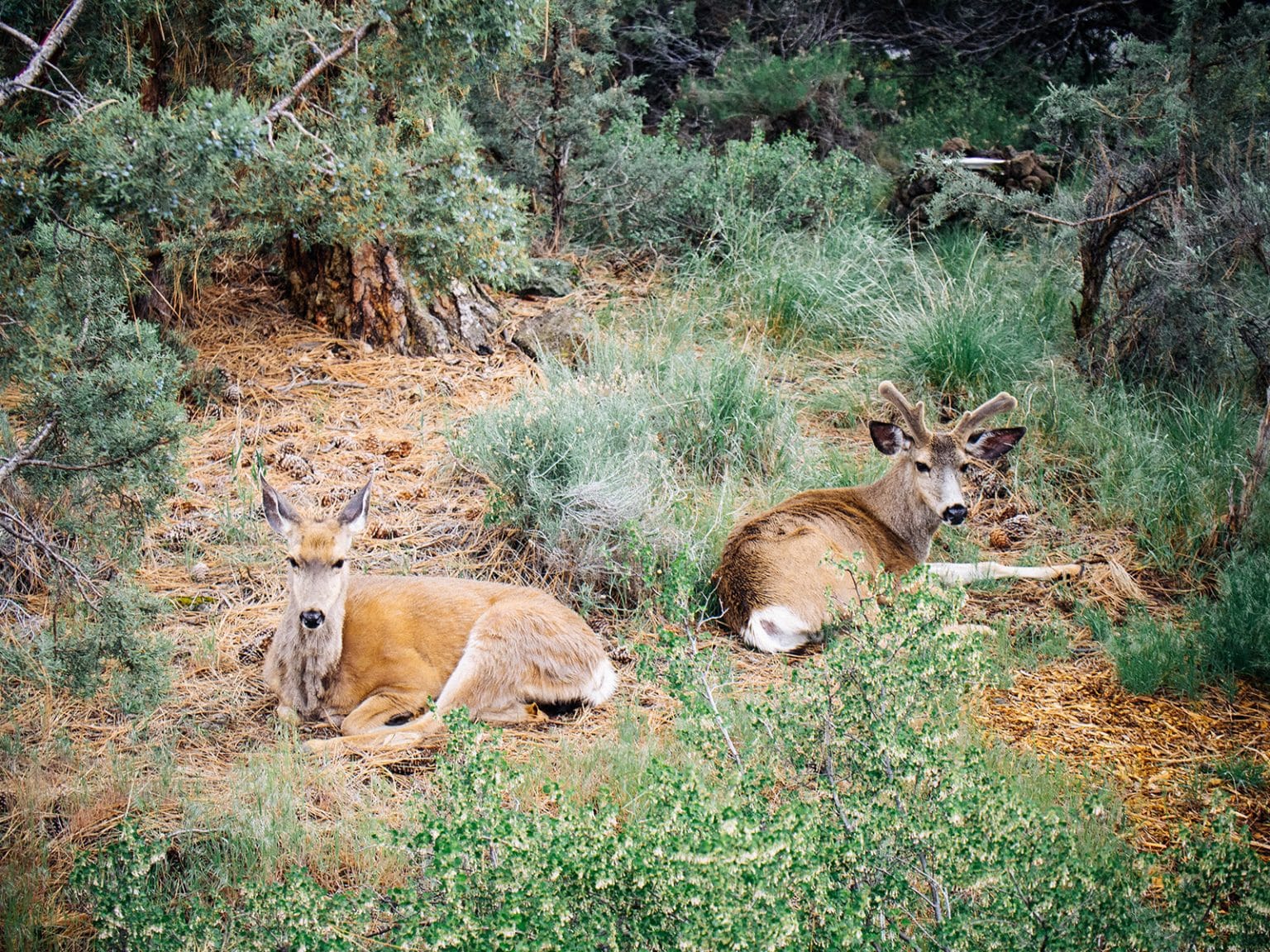 These Are the Best Deer Repellents in 2024 For Your Lawn and Garden ...