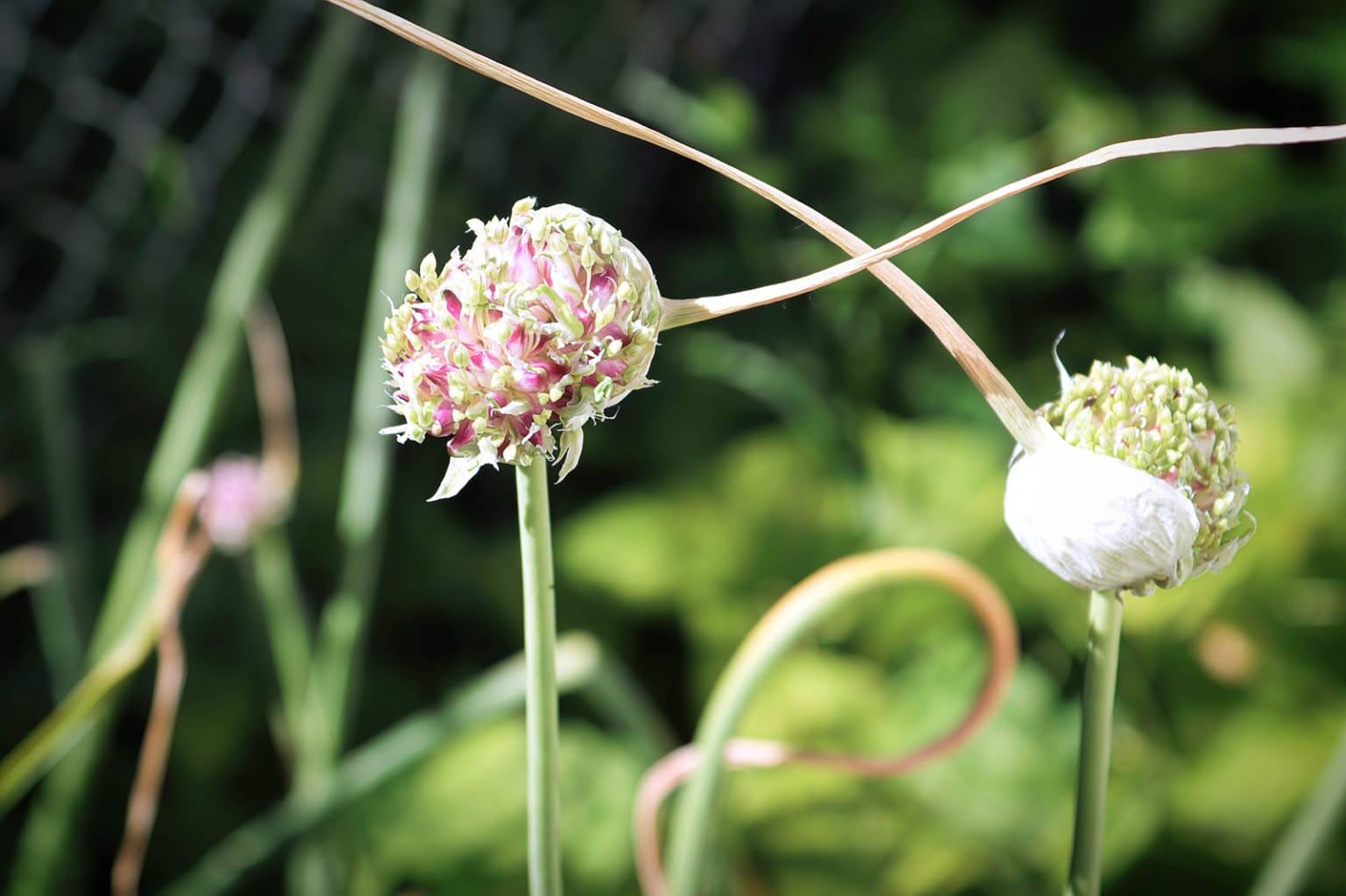 How to Choose the Best Garlic Varieties For Your Garden - Garden Betty