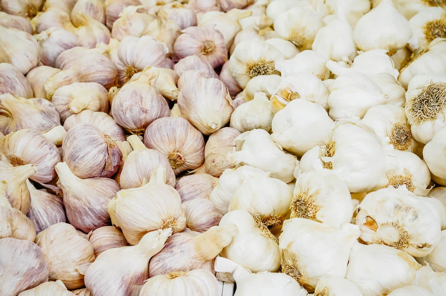 How to Choose the Best Garlic Varieties For Your Garden – Garden Betty