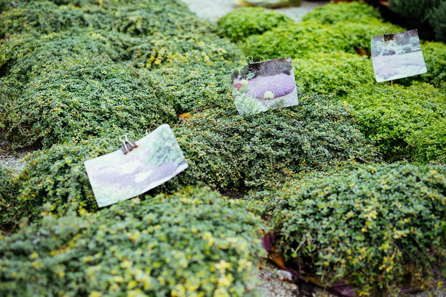The Prettiest and Most Resilient Walkable Ground Covers - Garden Betty