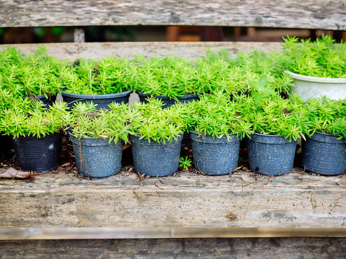The Prettiest and Most Resilient Walkable Ground Covers - Garden Betty