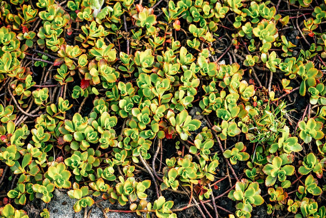 The Prettiest and Most Resilient Walkable Ground Covers - Garden Betty