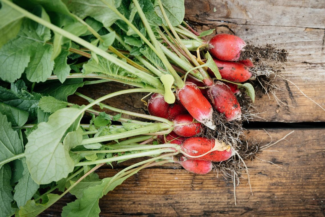 10 Fast-Growing Vegetables to Plant in Late Summer (and Harvest in 40 ...
