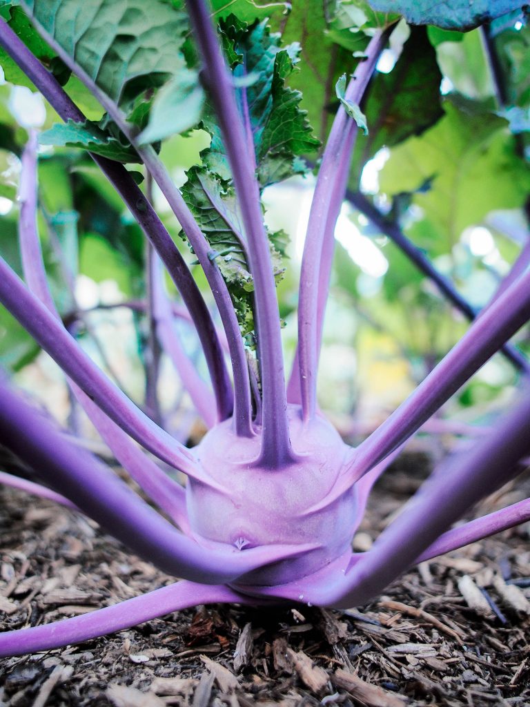 10 Fast-Growing Vegetables to Plant in Late Summer (and Harvest in 40 ...