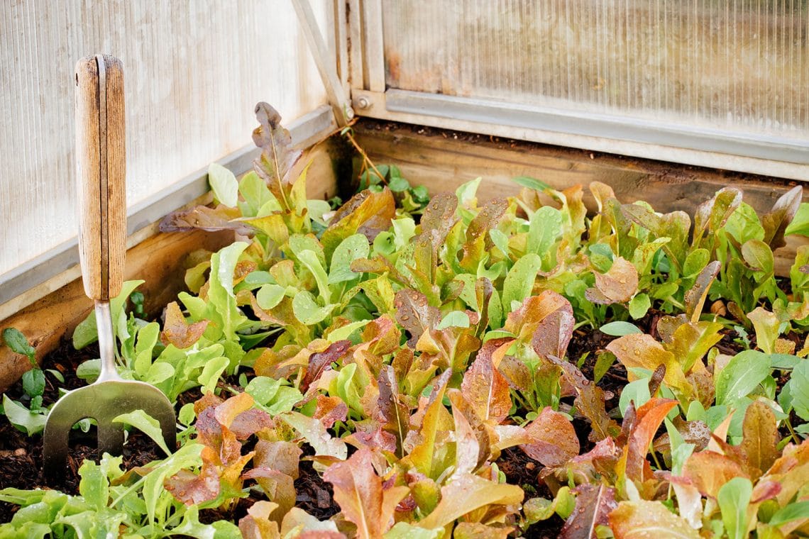 10 Fast-Growing Vegetables to Plant in Late Summer (and Harvest in 40 ...